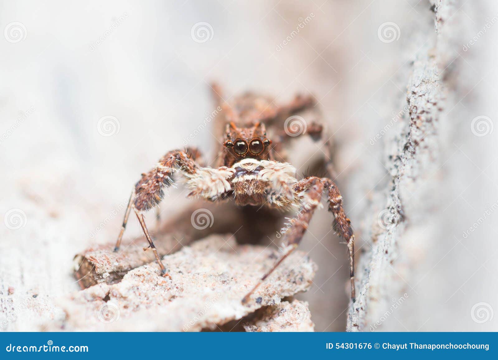 Spider stock photo. Image of closeup, animal, outdoor - 54301676