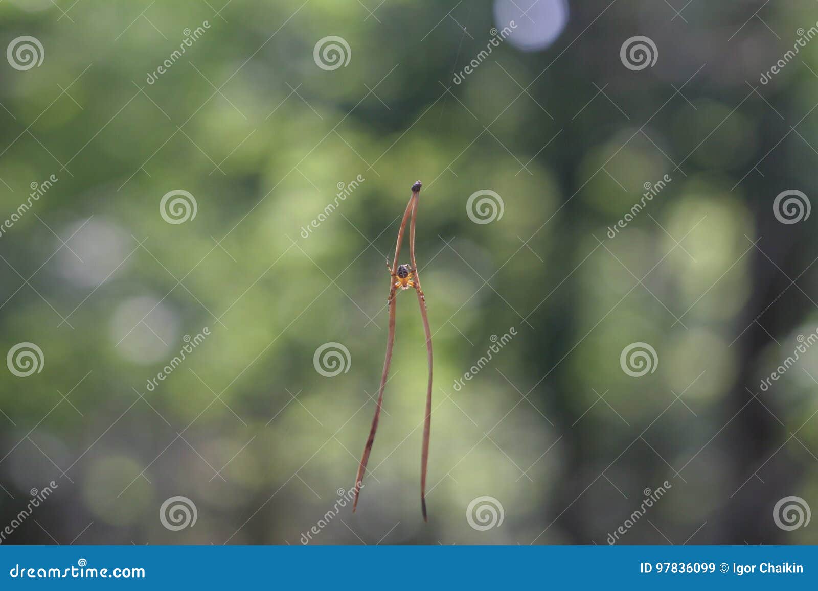 Spider on stilts stock image. Image of macro, stilts - 97836099