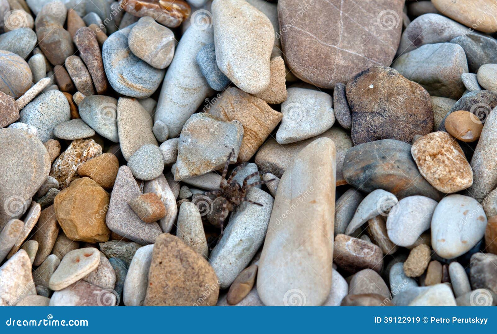 Spider on stone stock image. Image of plant, scary, beauty - 39122919