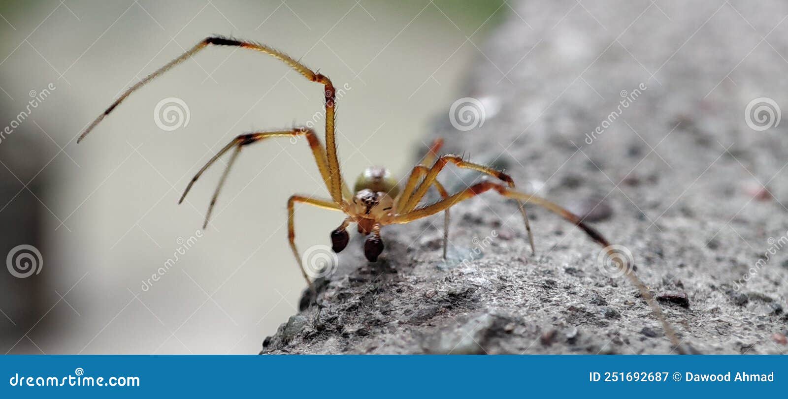Spider on Stone Photography Stock Image - Image of wildlife, insect ...