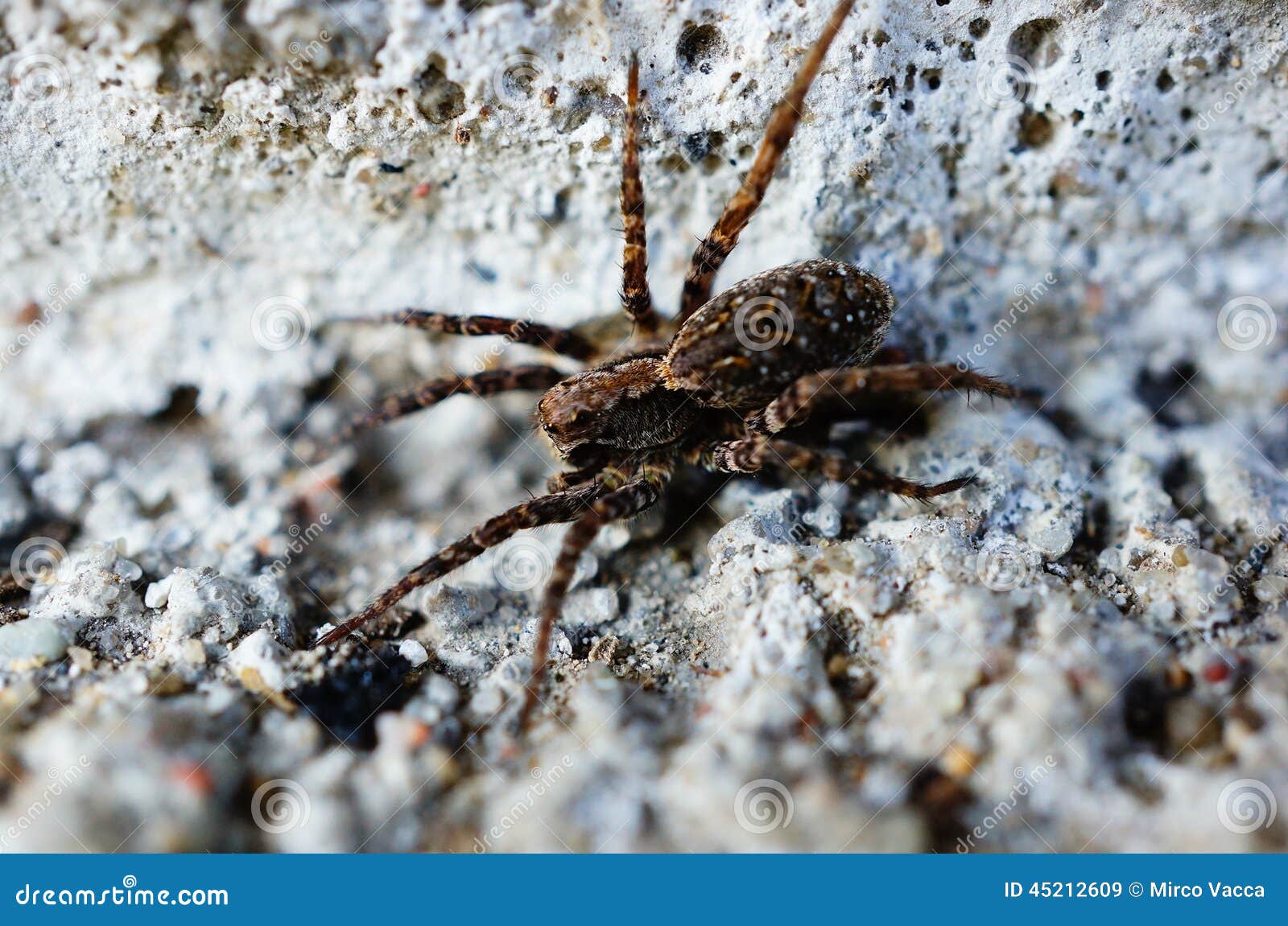 Spider stock image. Image of stone, wall, spider, animal - 45212609