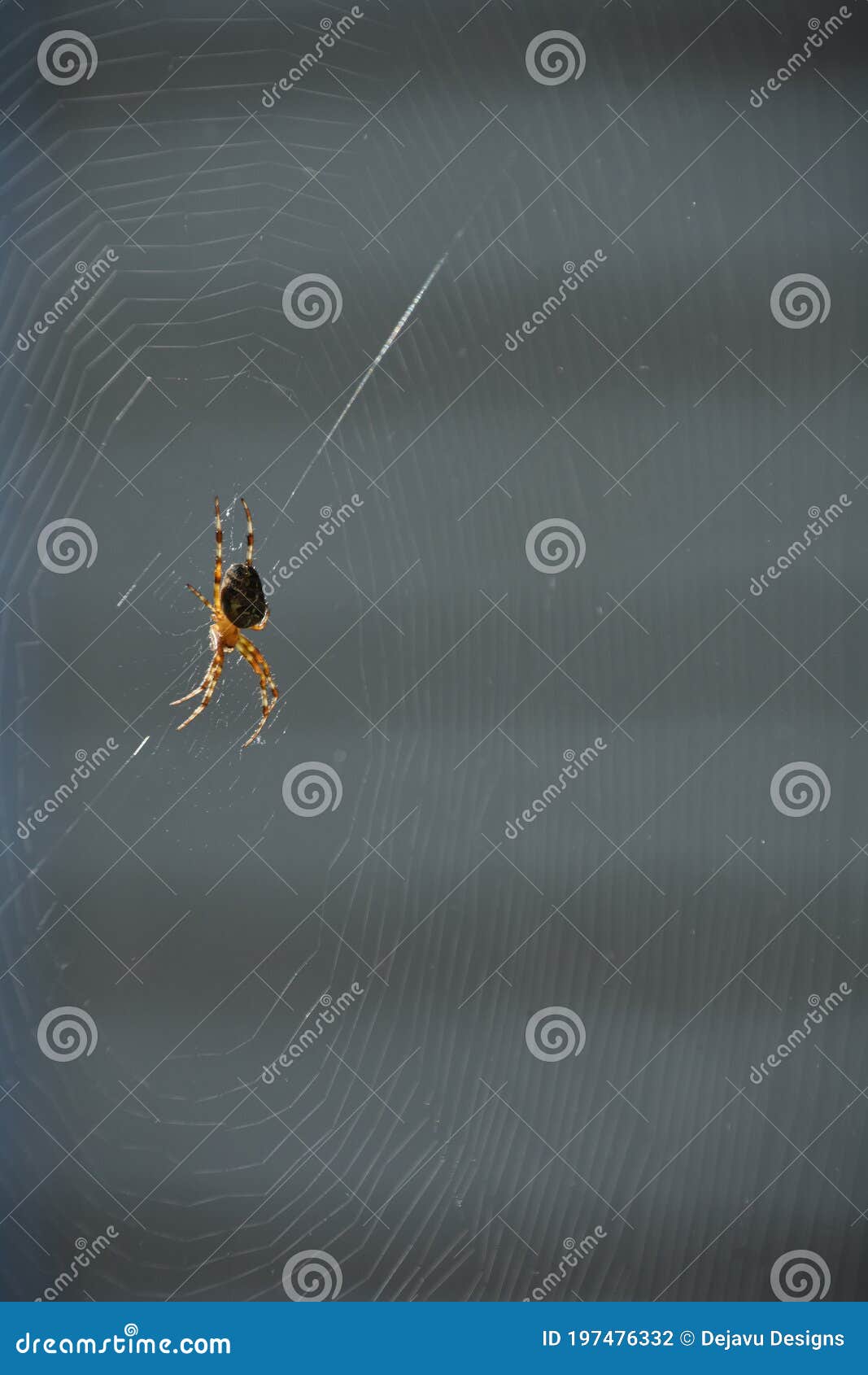 Spider with Stripes on His Legs in a Web Stock Photo - Image of ...