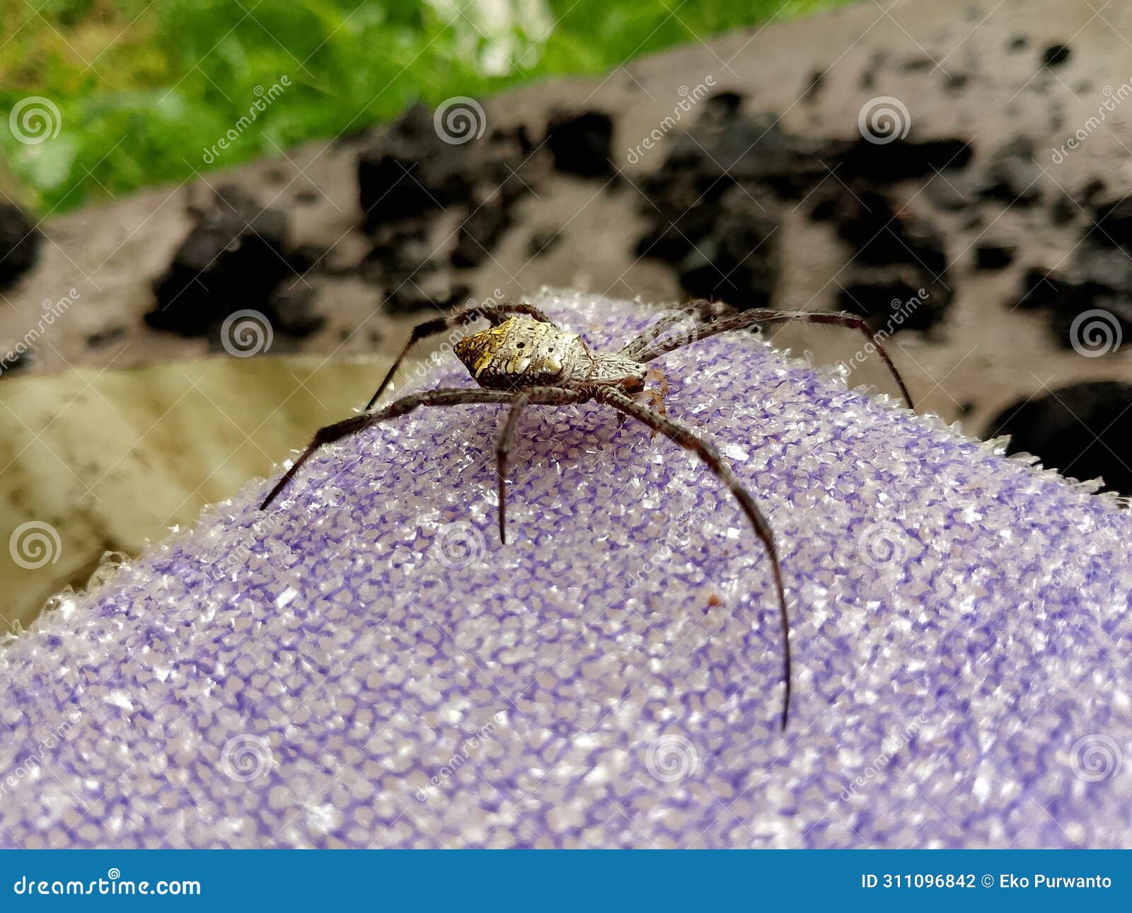 A spider stuck to a sponge stock photo. Image of sponge - 311096842