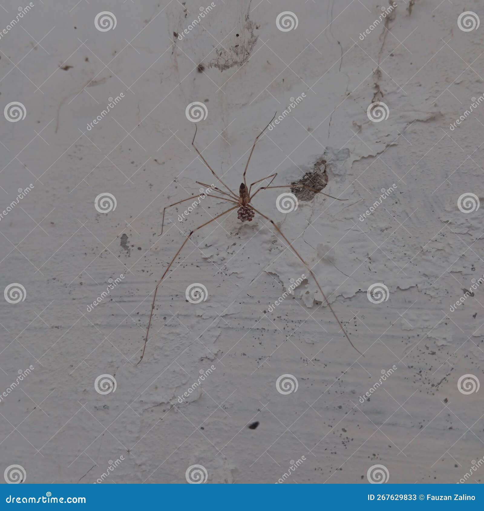 A Spider Stuck To a White Wall Stock Image - Image of spider, white ...