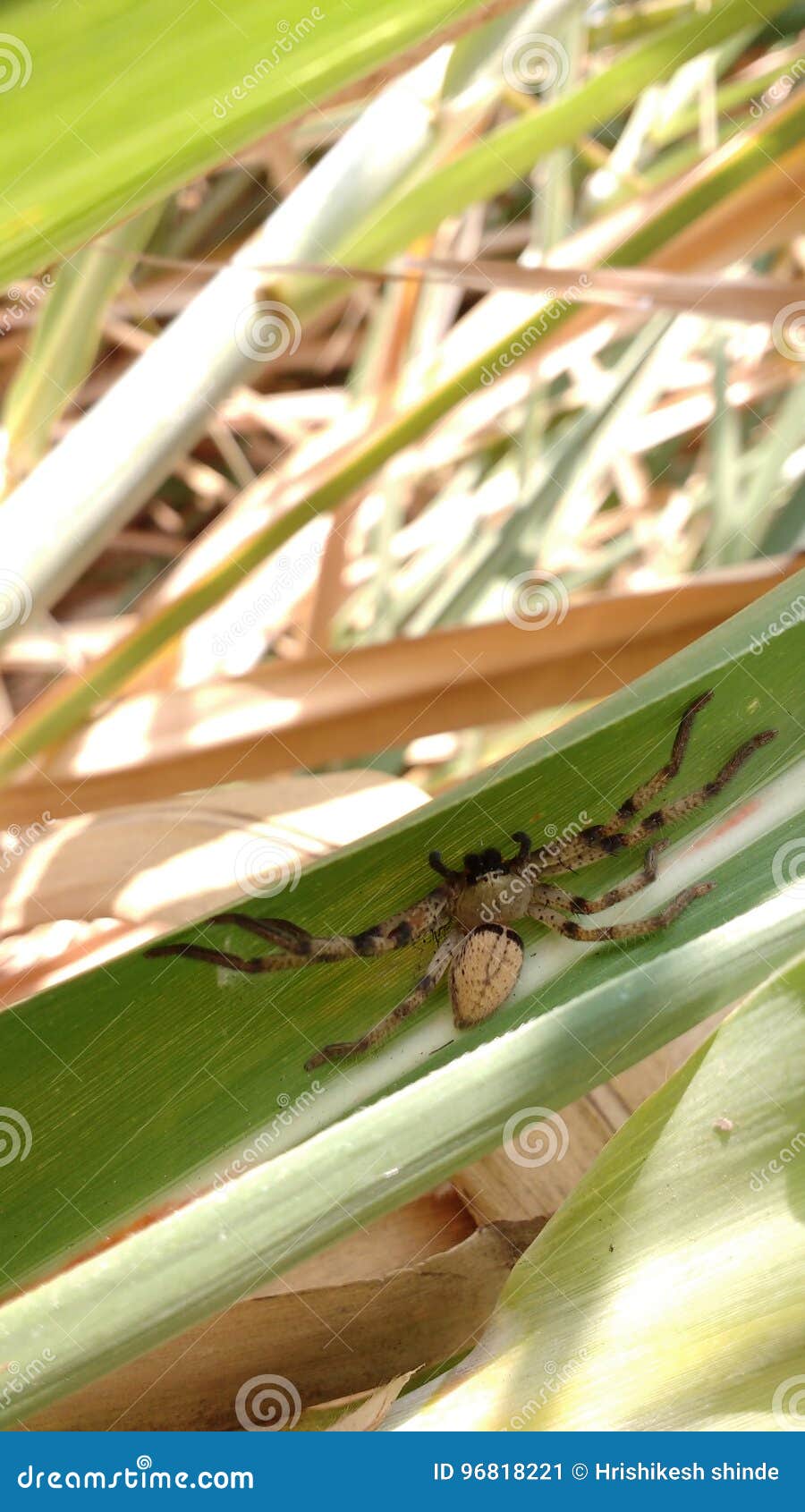 Spider stock image. Image of sugar, cane, spider, green - 96818221