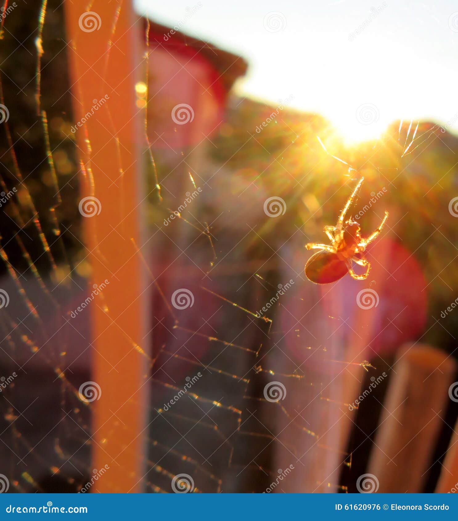 Spider and sun stock photo. Image of details, detail - 61620976