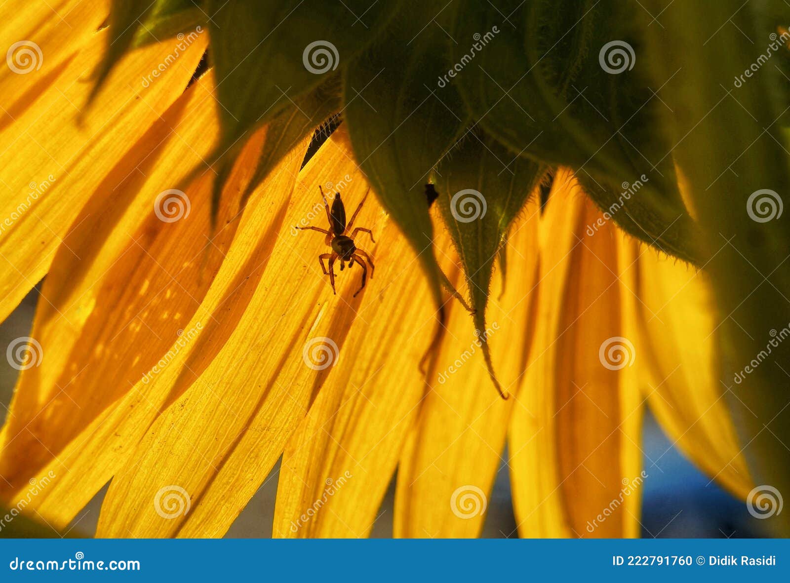 Spider in sunflower stock photo. Image of flower, tree - 222791760
