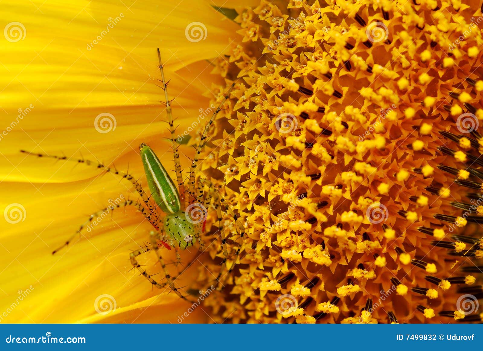 Green Spider on Big Sunflower Stock Photo - Image of little, green: 7499832