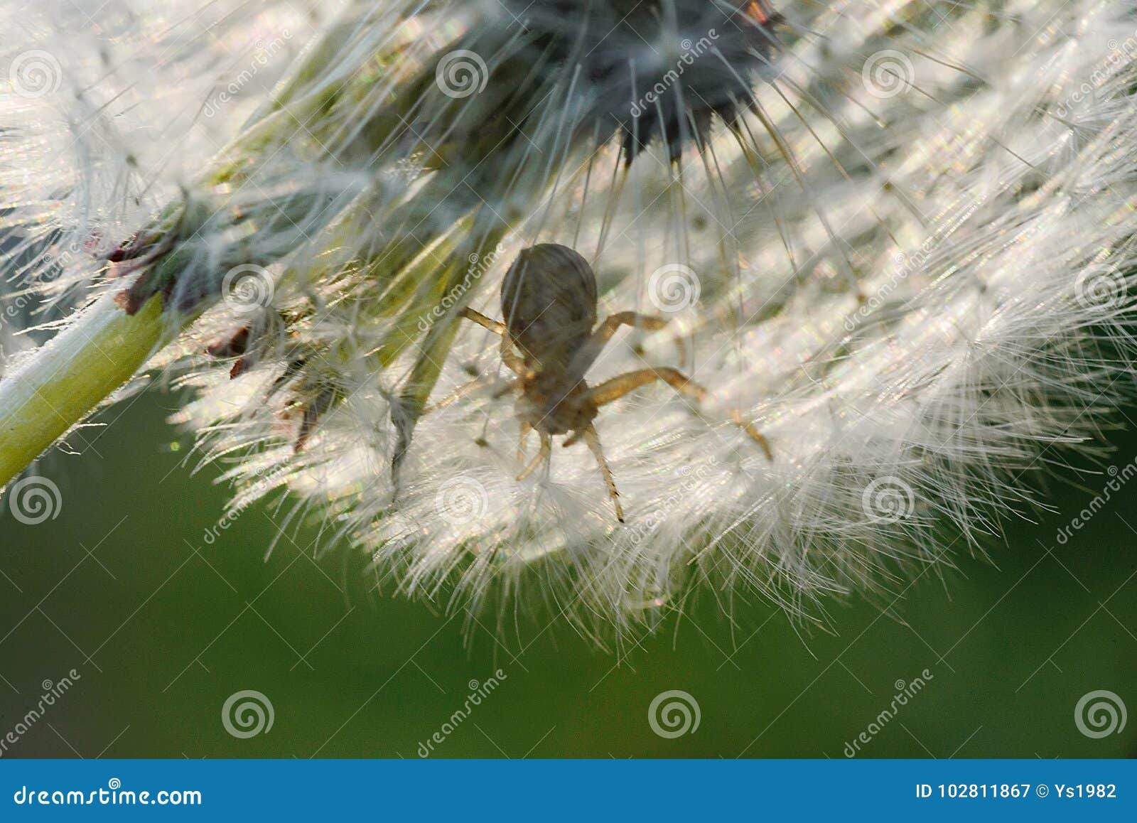Spider on the Surface Creeps White Dandelion Stock Image - Image of ...