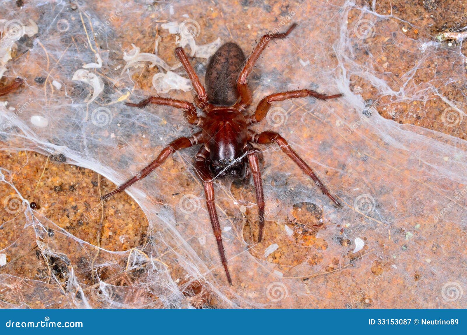 Spider on Surface of Stone Web. Stock Image - Image of abdomen, legs ...