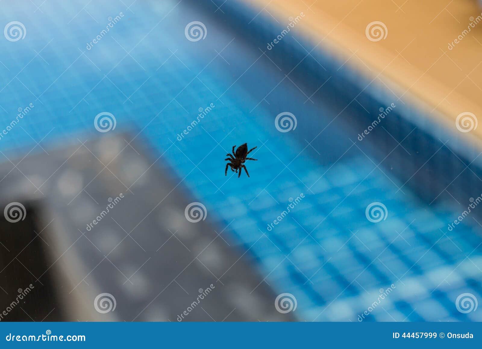 Spider and swimming pool stock image. Image of animal - 44457999