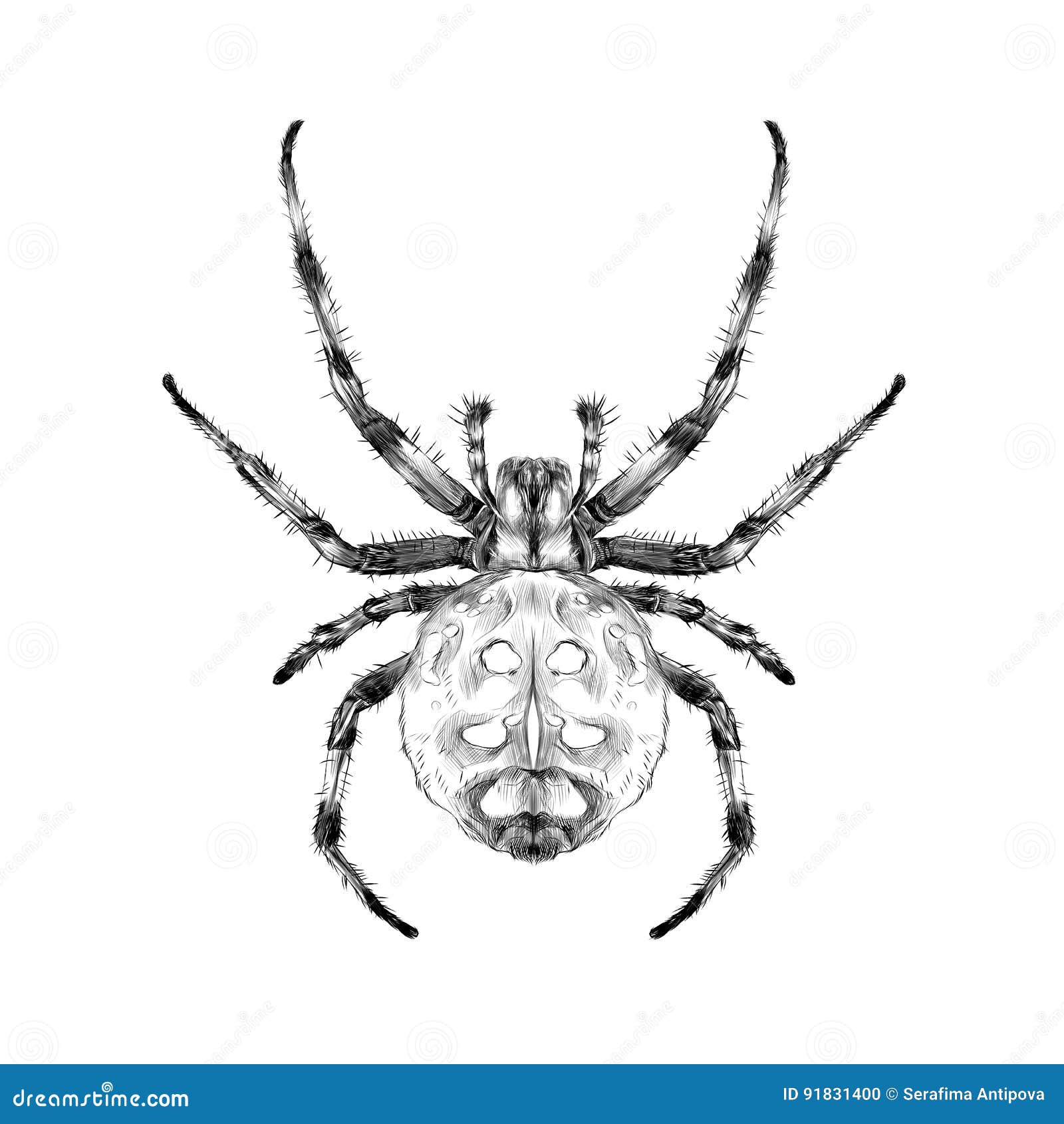 Spider Symmetrical Top View Sketch Vector Stock Vector - Illustration ...