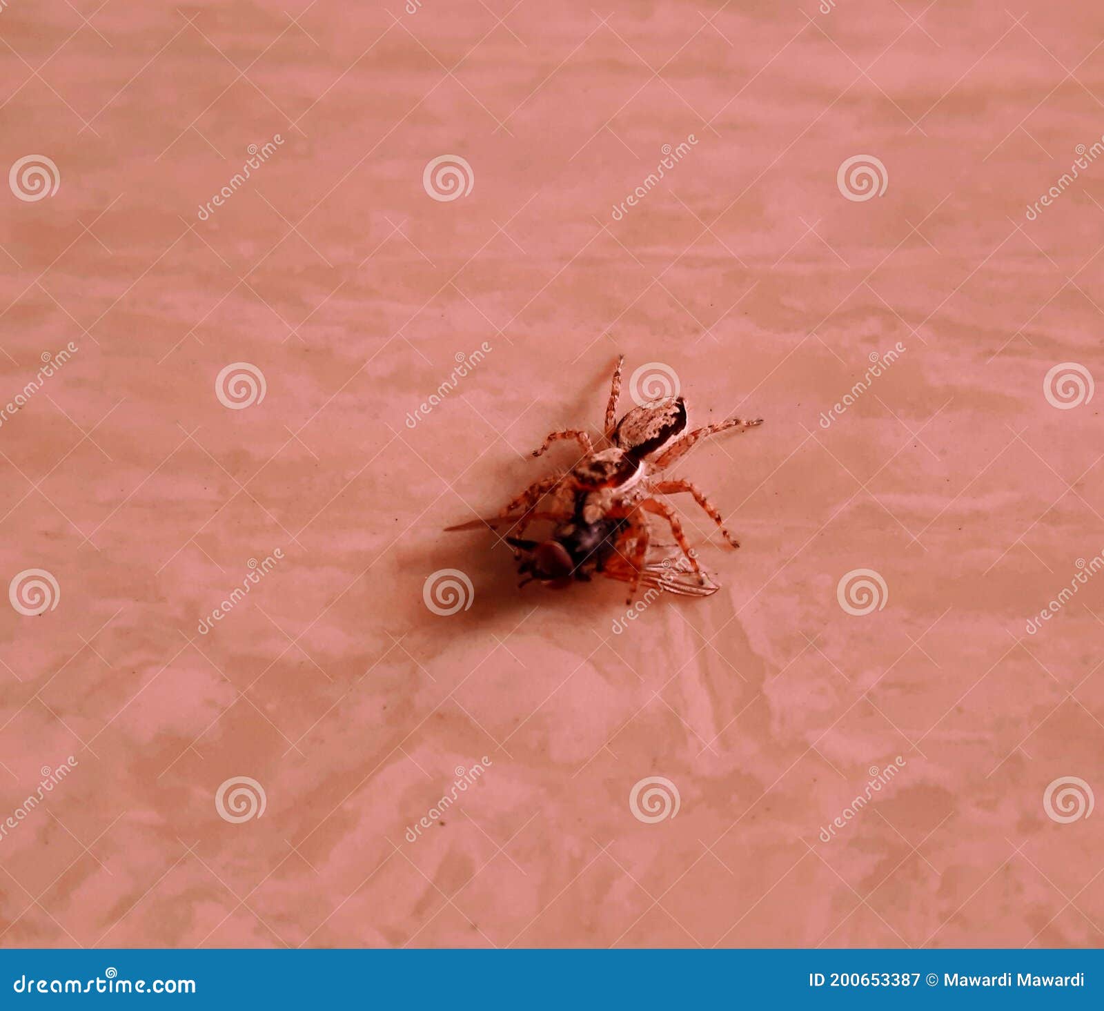 The Spider on the Table Carries Its Prey Stock Image - Image of dishe ...