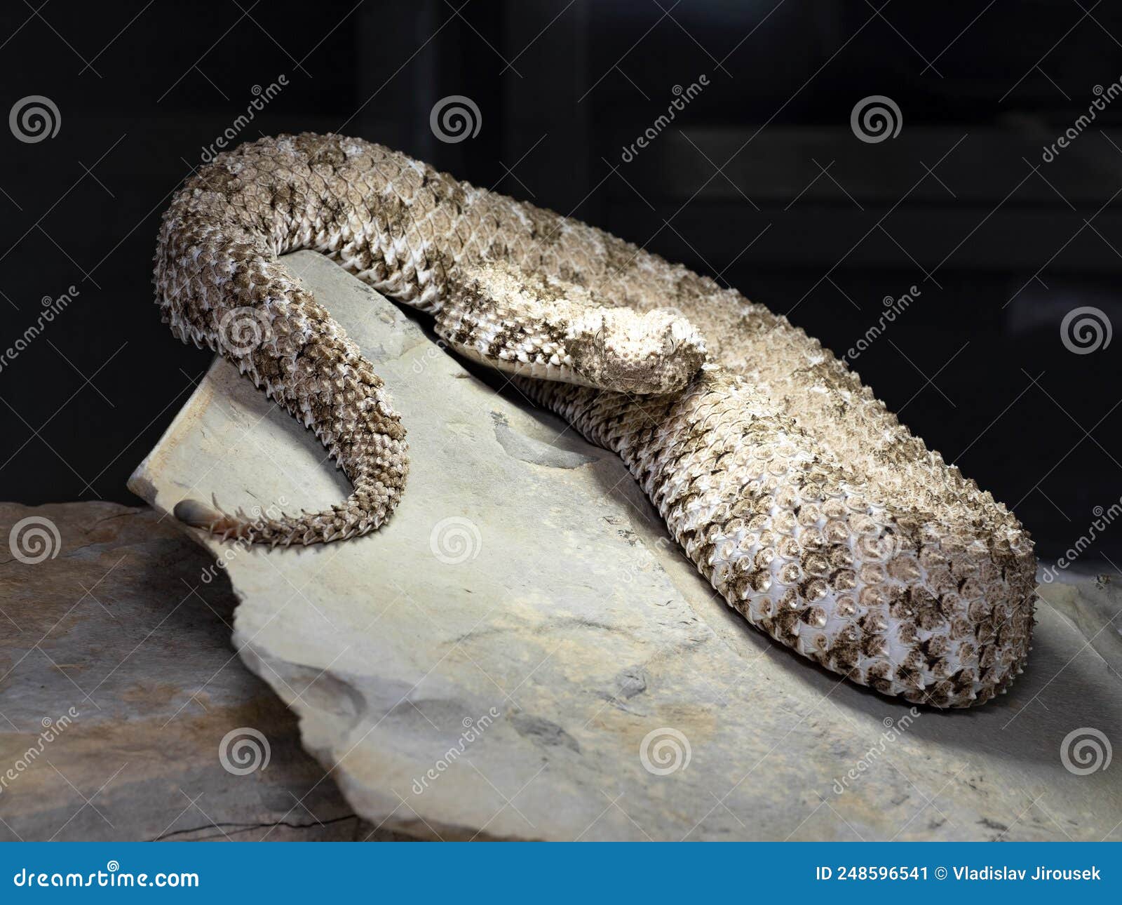 Spider Tailed Horned Viper, Pseudocerastes Urarachnoides, is Probably ...