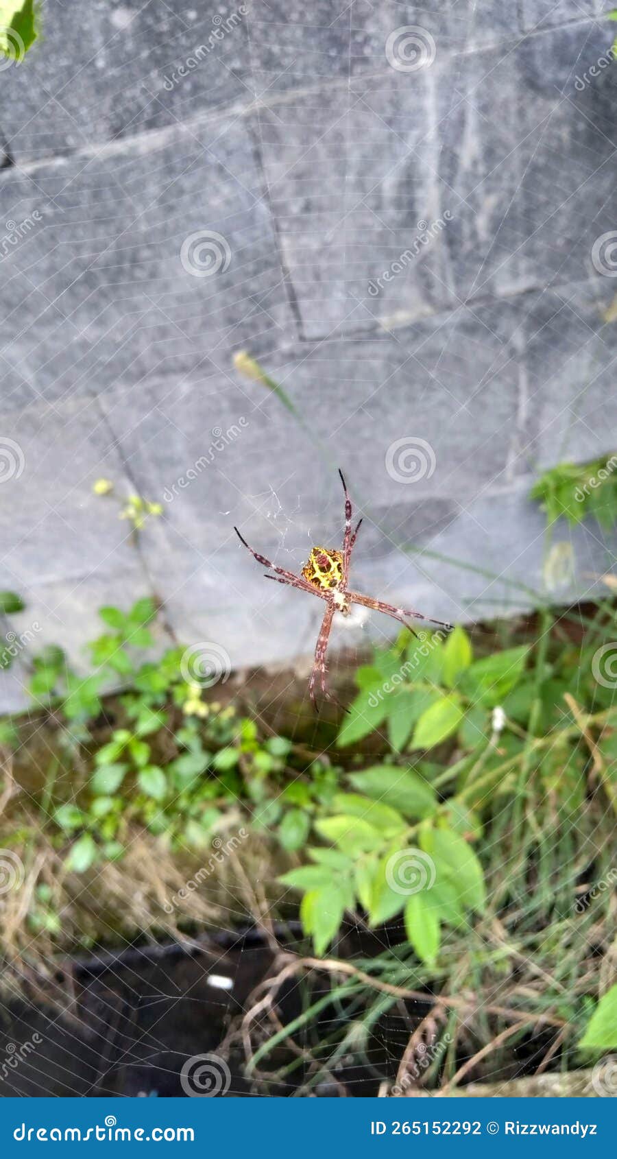 Spider take a rest on web stock photo. Image of nature - 265152292