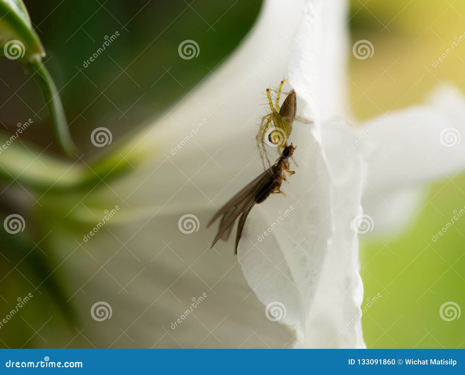 Spider is Taking the Insect Stock Photo - Image of detail, droplet ...