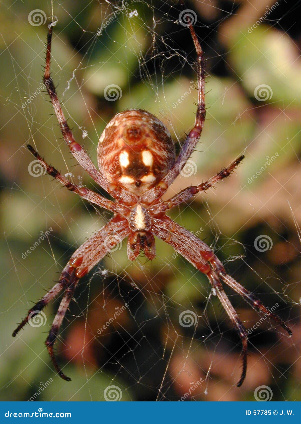 Spider Tangled in Web stock image. Image of arachnid, spider - 57785