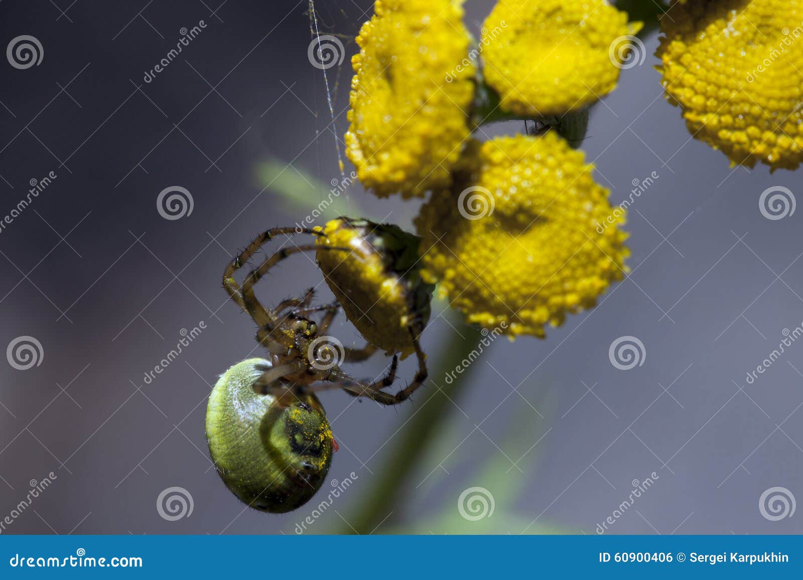 Spider on tansy stock photo. Image of trap, yellow, insect - 60900406