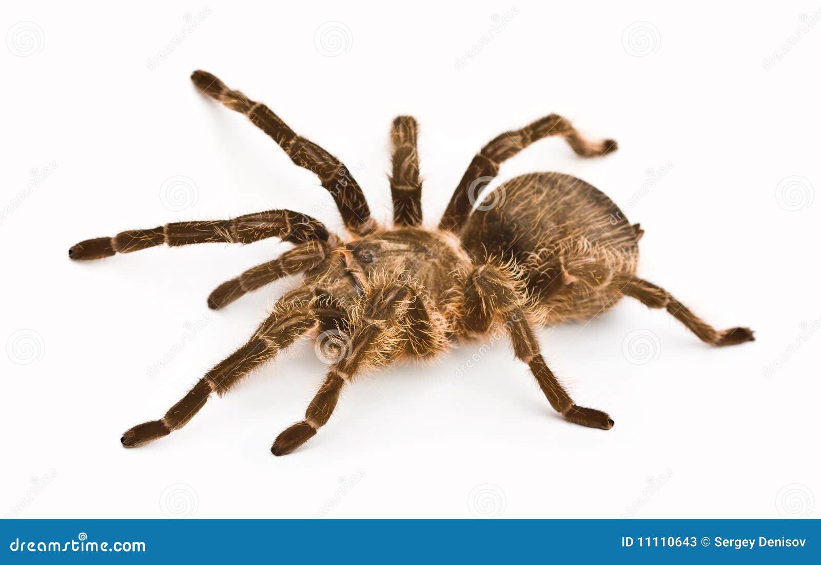 Tarantula Close Up Tarantula , Spider Isolated On White Background ...