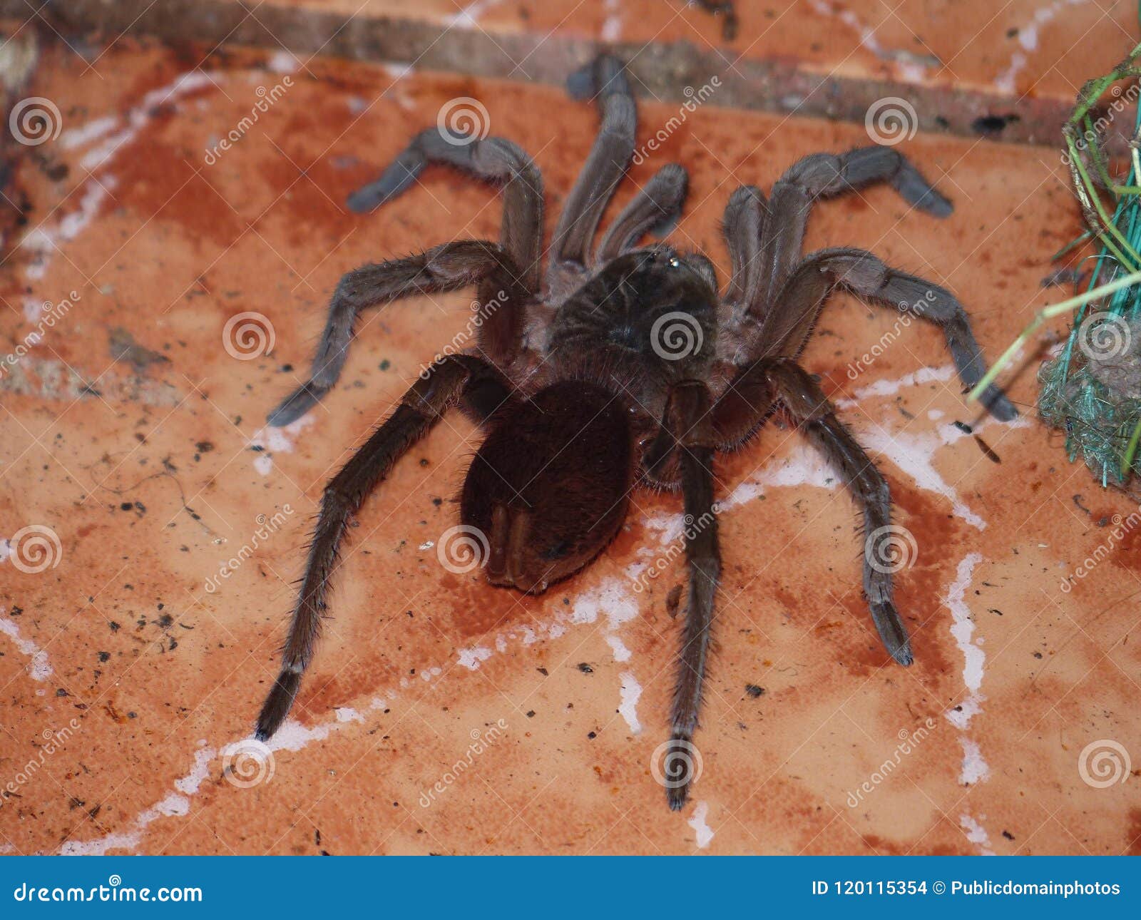 Spider, Tarantula, Arachnid, Invertebrate Picture. Image: 120115354