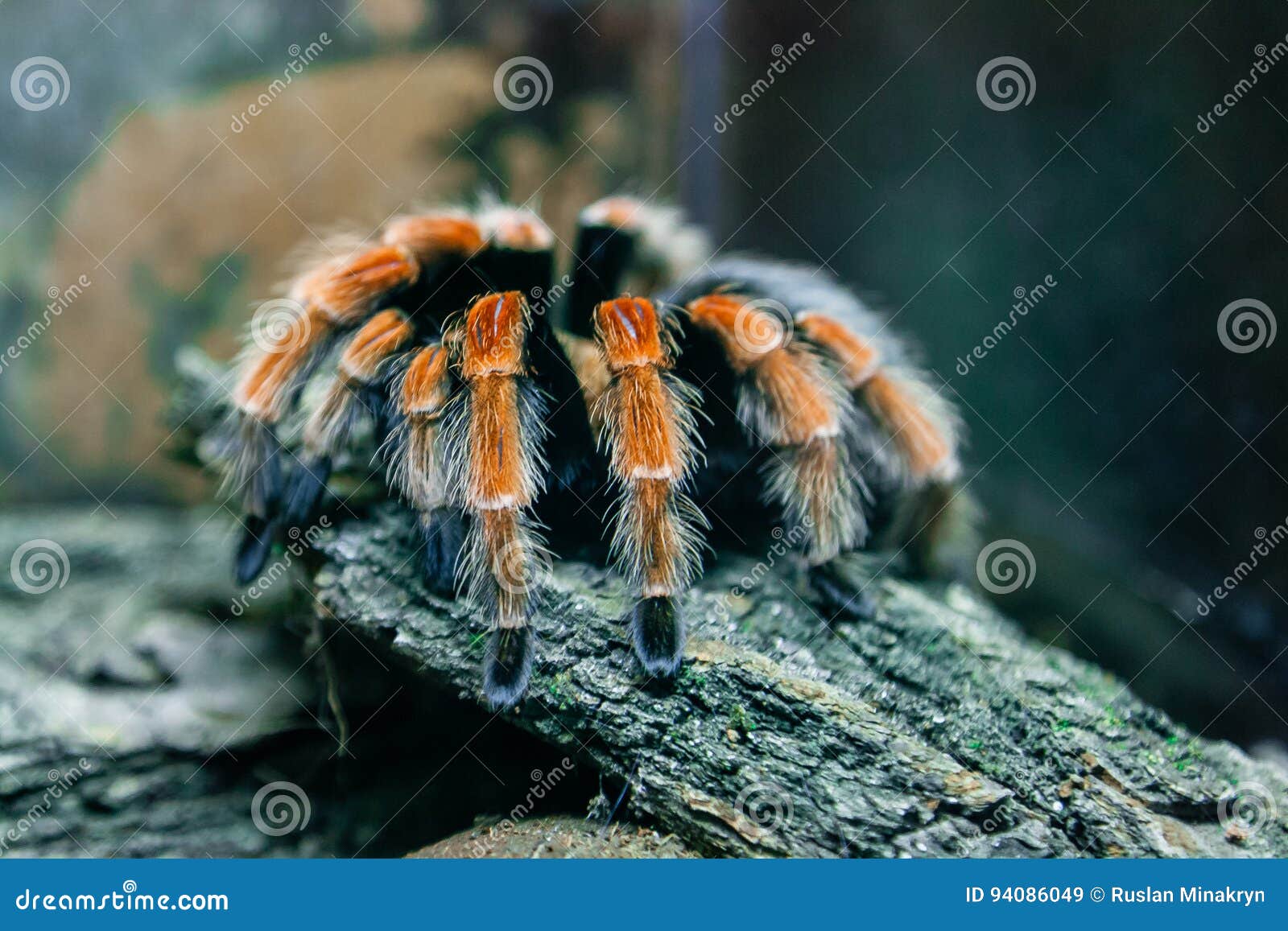 Spider tarantula stock image. Image of poison, brachypelma - 94086049