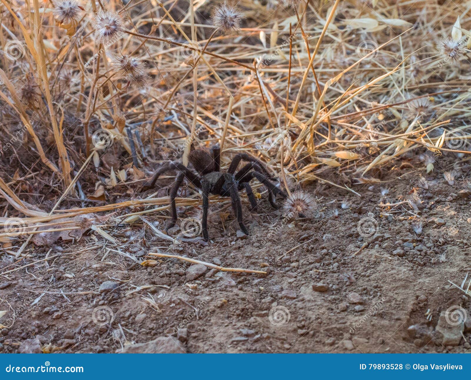 Spider Tarantula on the Ground Stock Photo - Image of closeup, predator ...