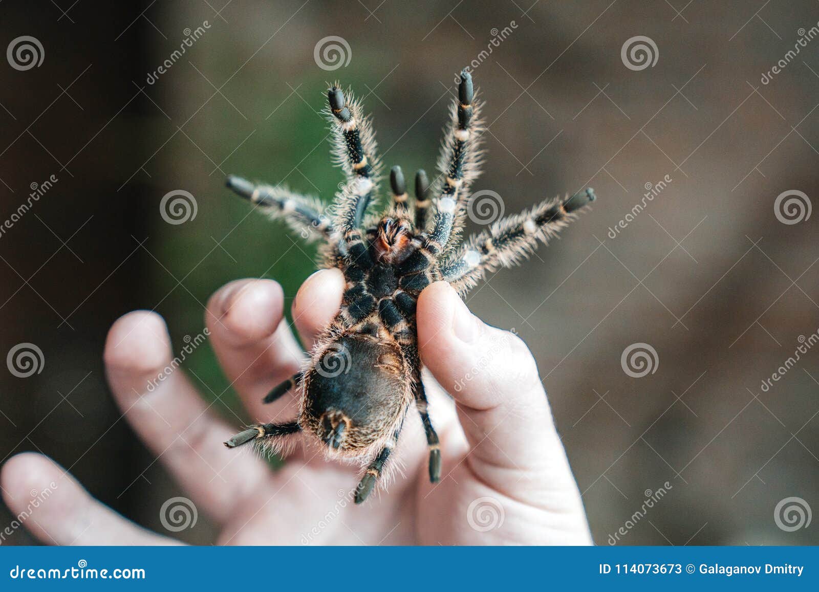 Tarantula Teeth Stock Photos - Download 13 Royalty Free Photos