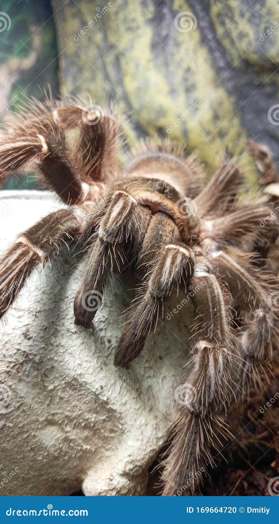 Spider Tarantula Lasiodora Parahibana on the Stone Stock Photo - Image ...
