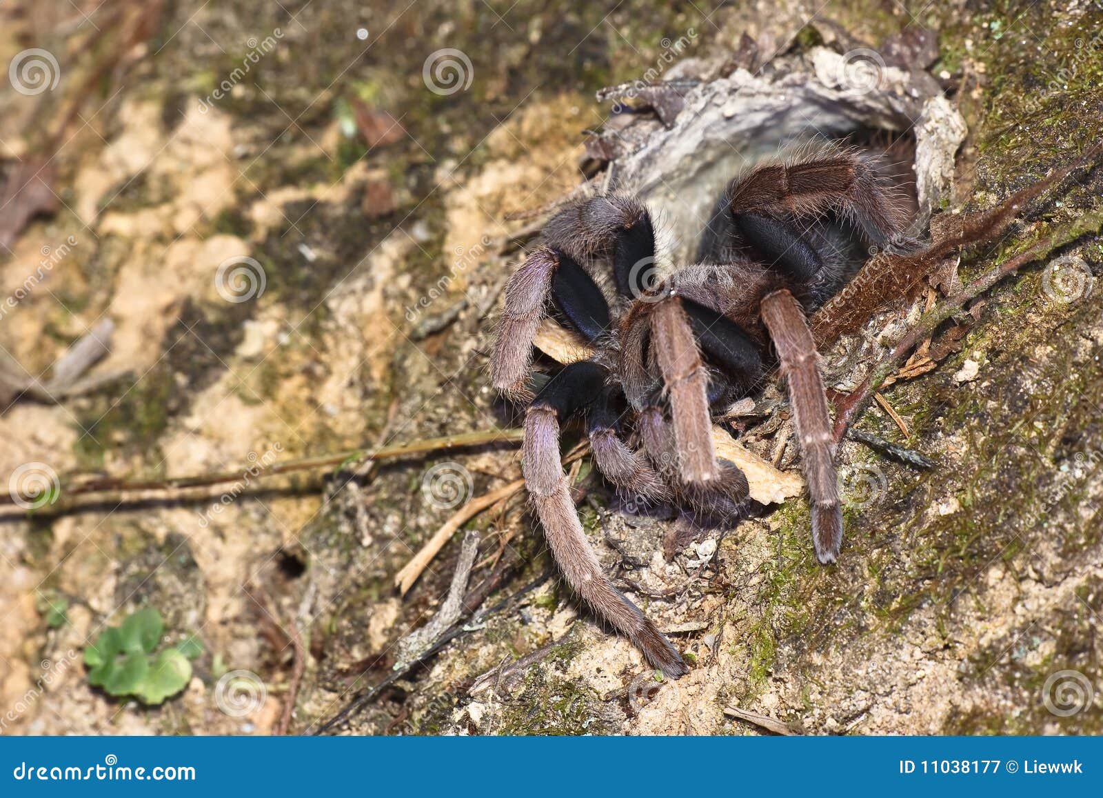 Spider Tarantula Out from Nest Stock Image - Image of animal, insect ...