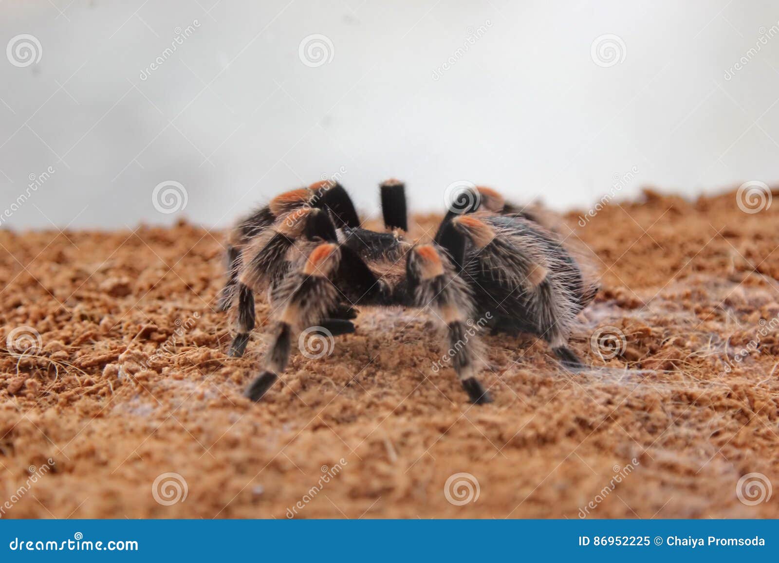 Spider Tarantula stock image. Image of poisonous, beautiful - 86952225