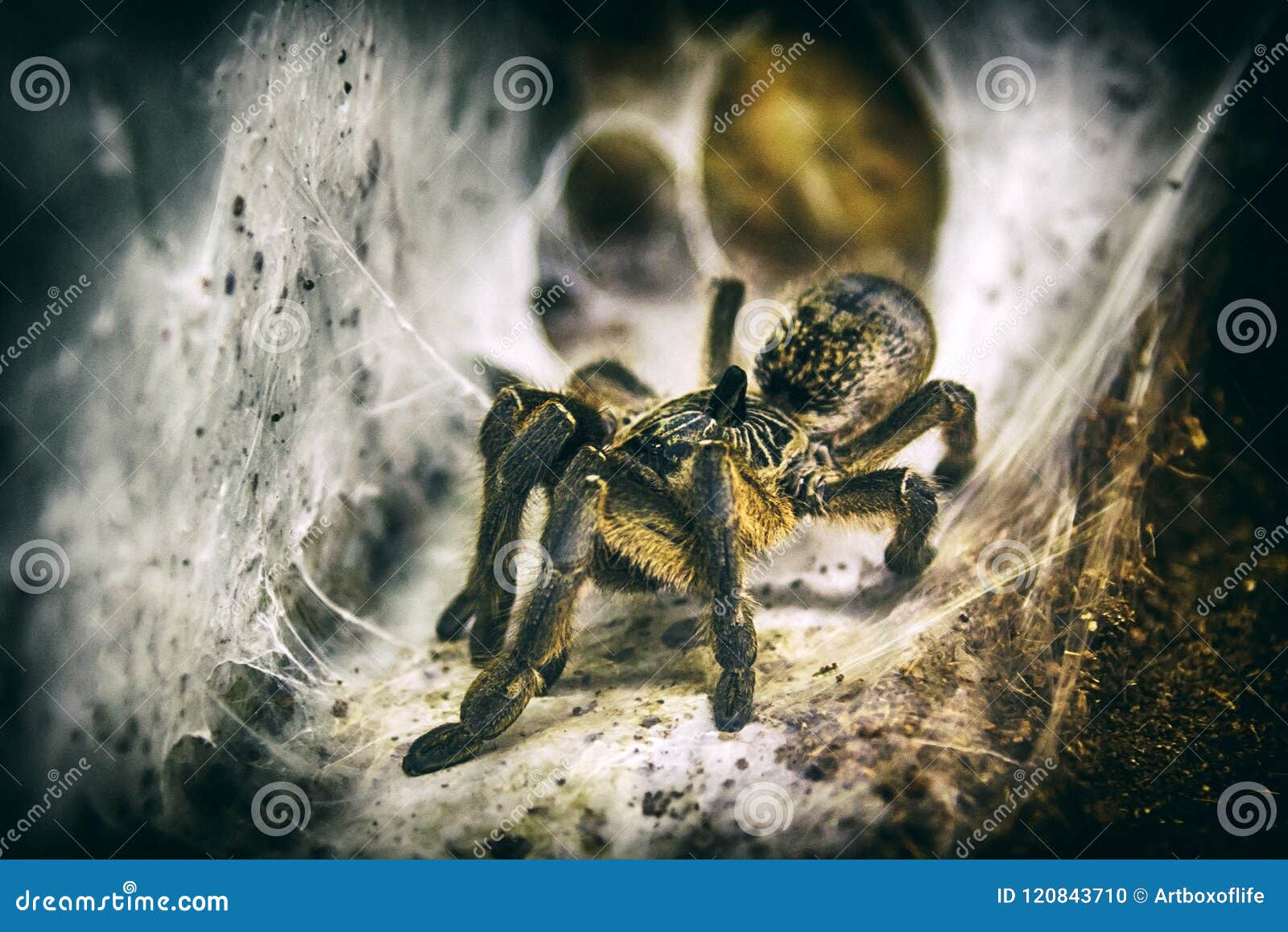 Spider Tarantula Sitting on Web Stock Photo - Image of creepy, horror ...