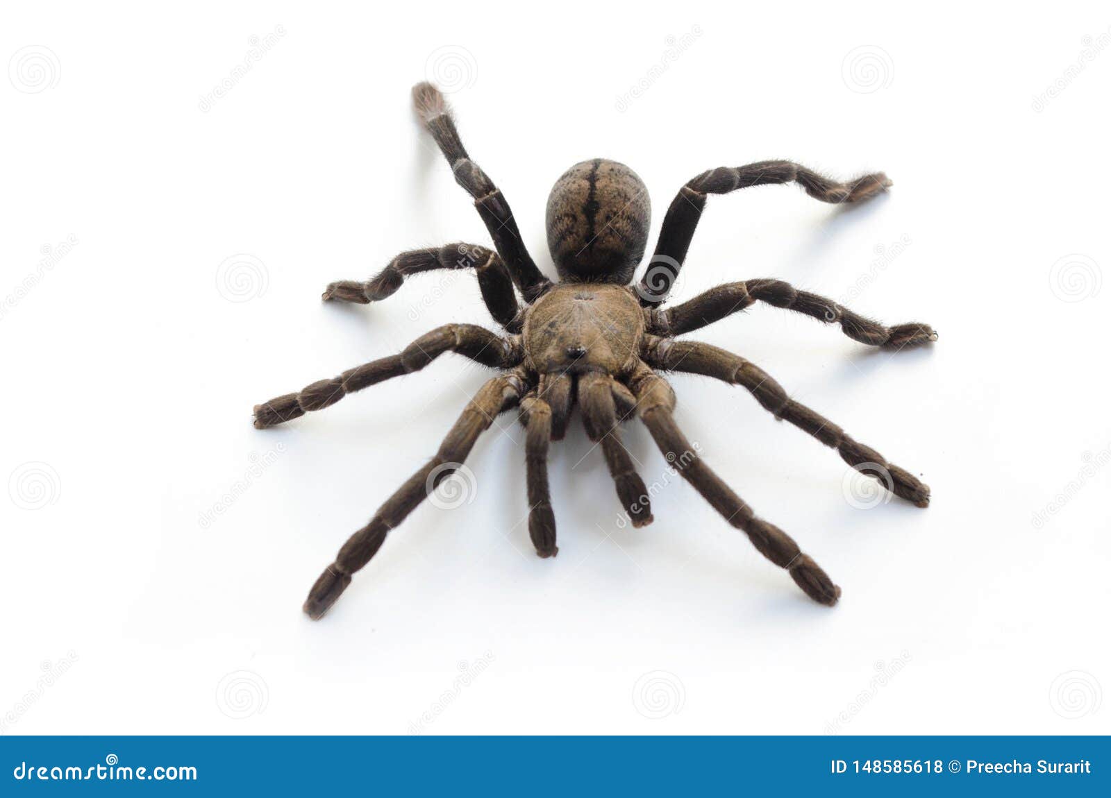 Spider Tarantula. stock photo. Image of exotic, insect - 148585618