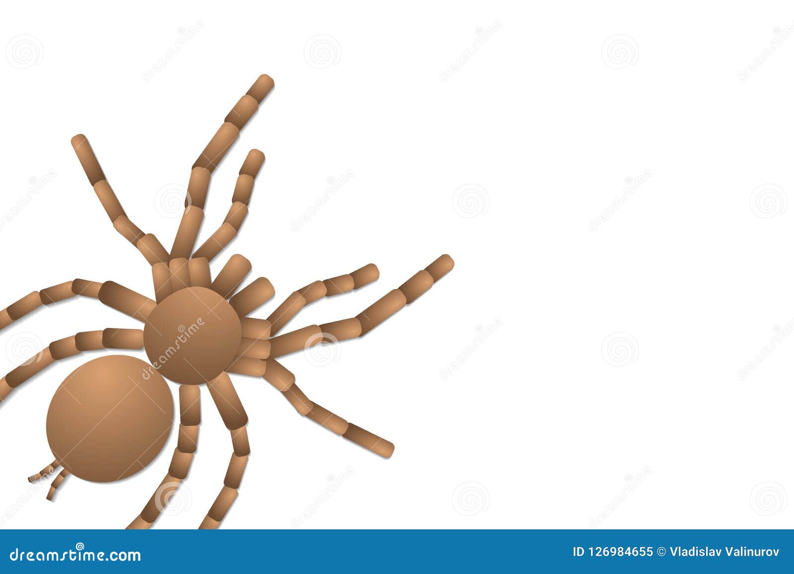 Spider Tarantula on White Background, Top View Stock Vector ...