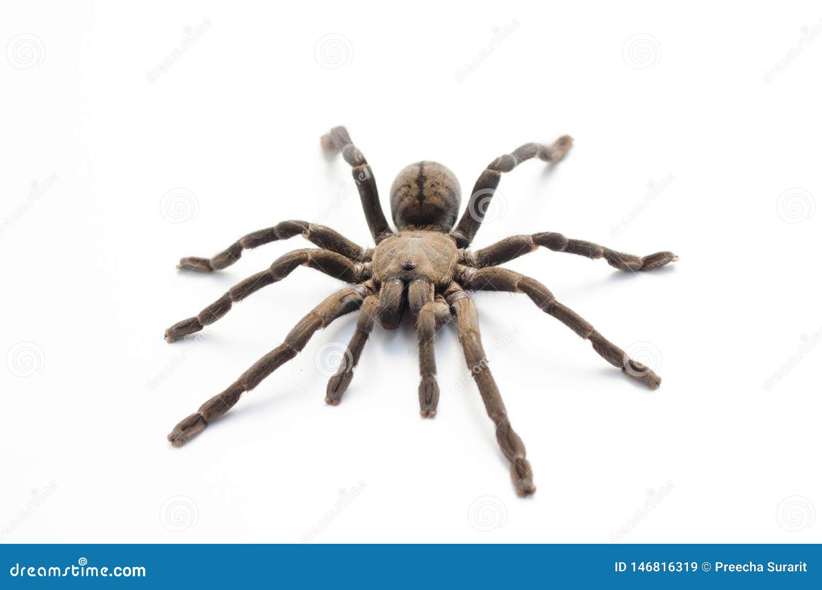Spider Tarantula Phormictopus Auratus Closeup. Photo Dangerous Spiders ...