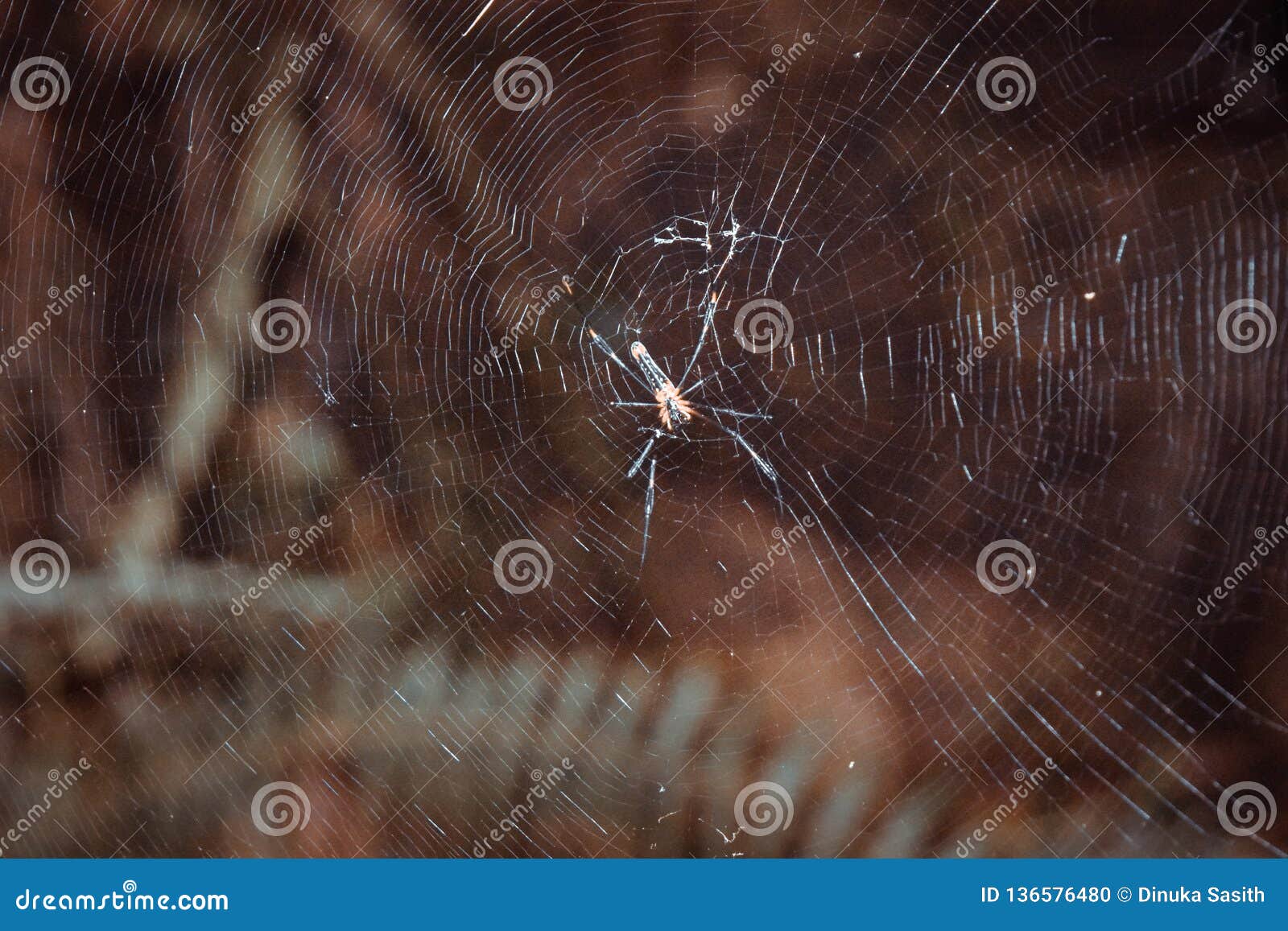 Spider stock photo. Image of wild, life, spider, animal - 136576480