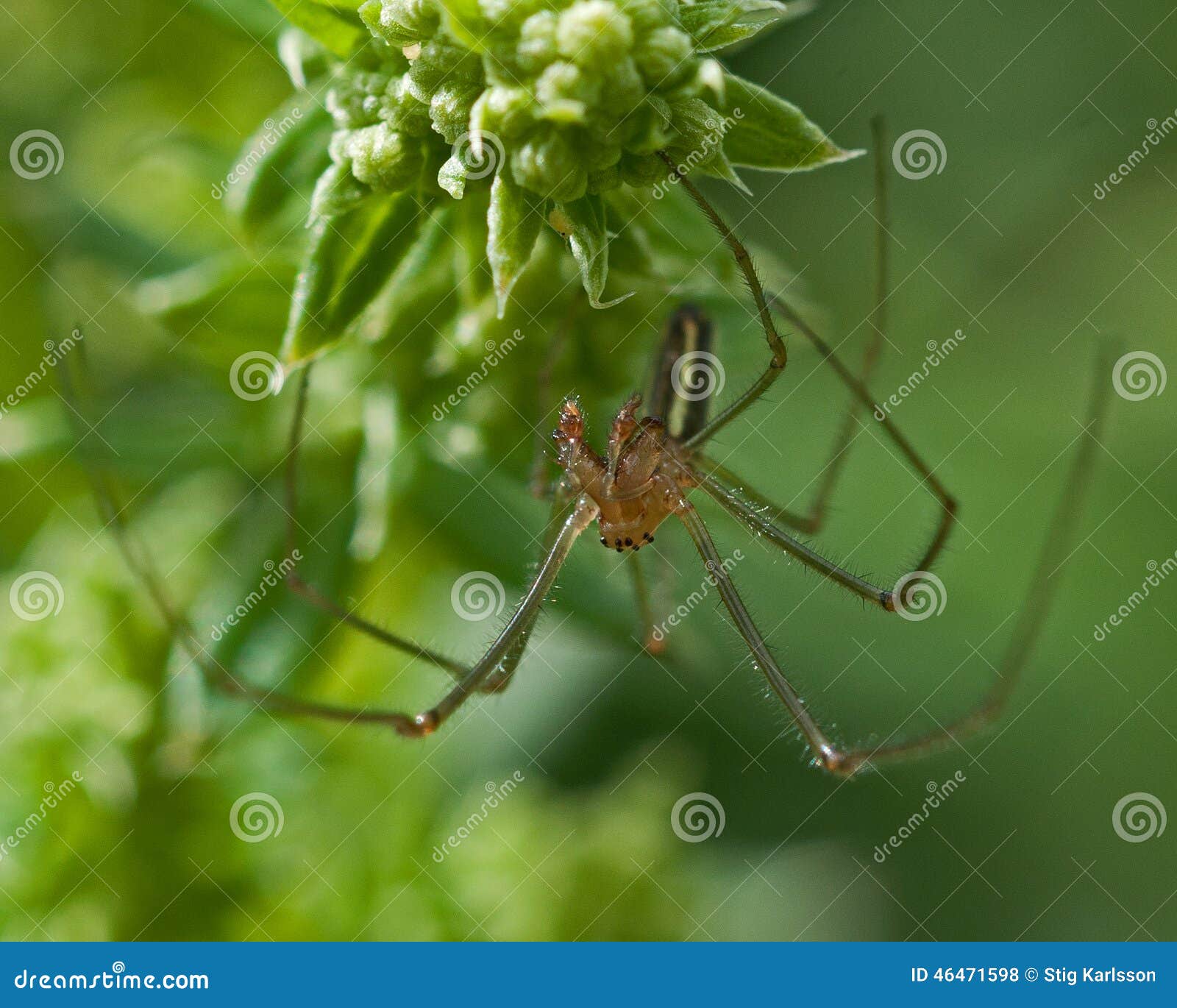 Spider Tetragnatha Extensa Sometimes Known As Common Stretch Spider ...