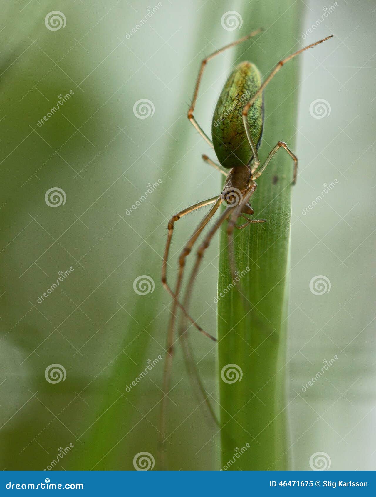 Spider Tetragnatha Extensa Sometimes Known As Common Stretch Spider ...