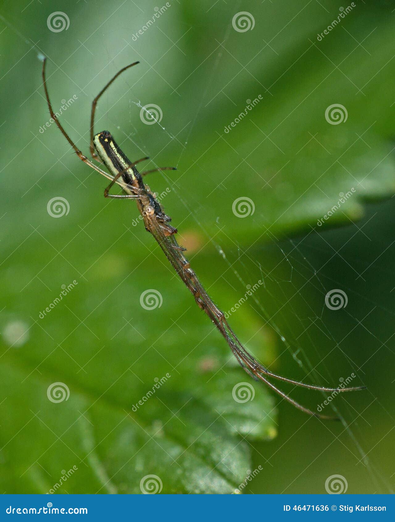 Spider Tetragnatha Extensa Sometimes Known As Common Stretch Spider ...