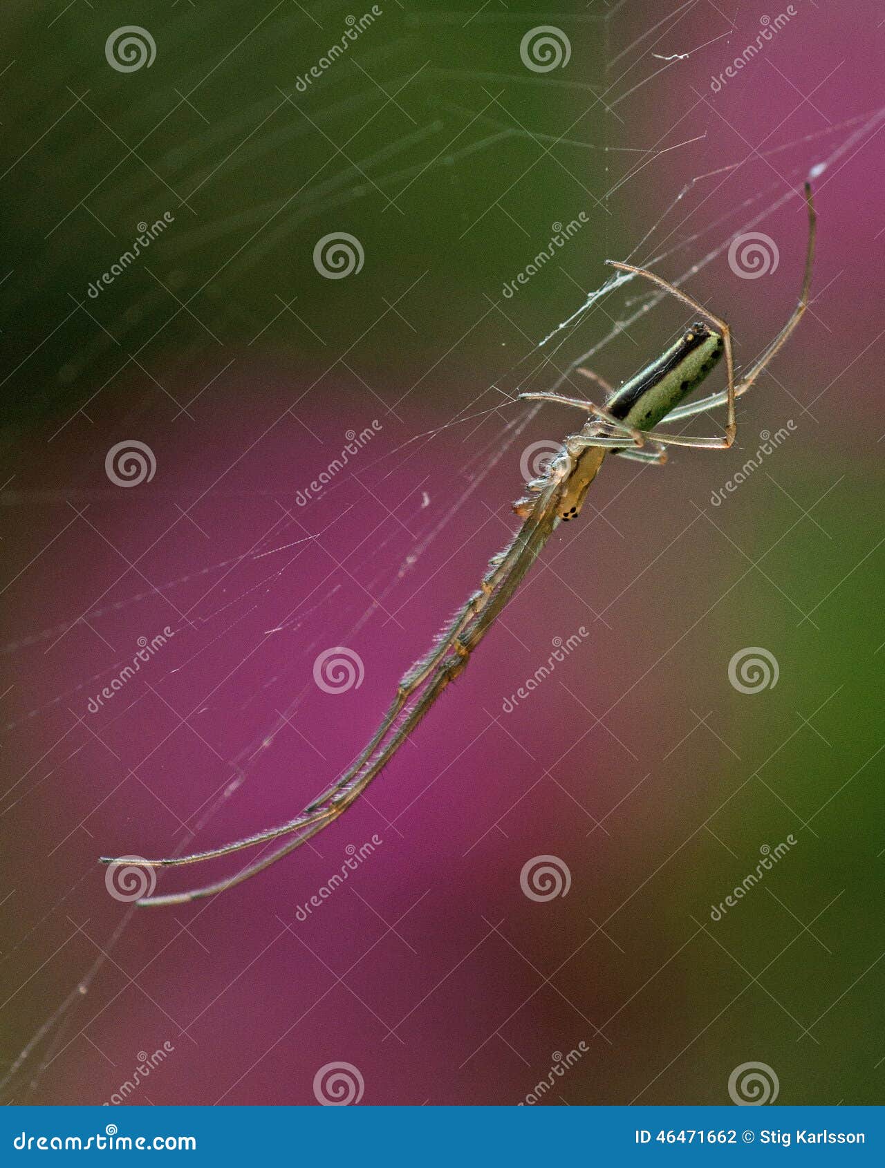 Spider Tetragnatha Extensa Sometimes Known As Common Stretch Spider ...