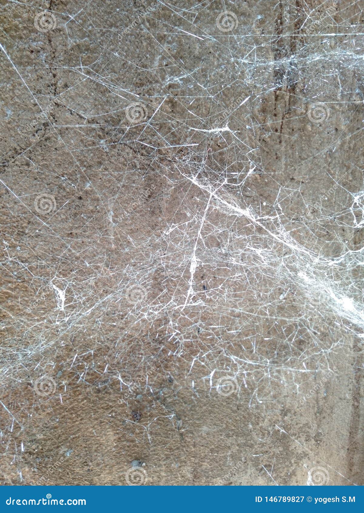 Spider net texture stock image. Image of natural, spidernet - 146789827