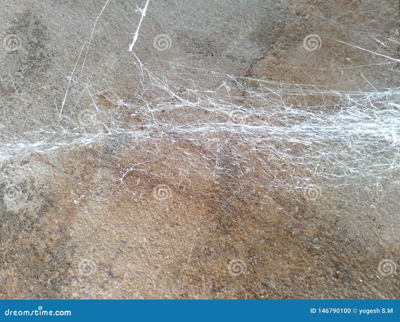 Spider Net Texture Stock Image | CartoonDealer.com #146789827