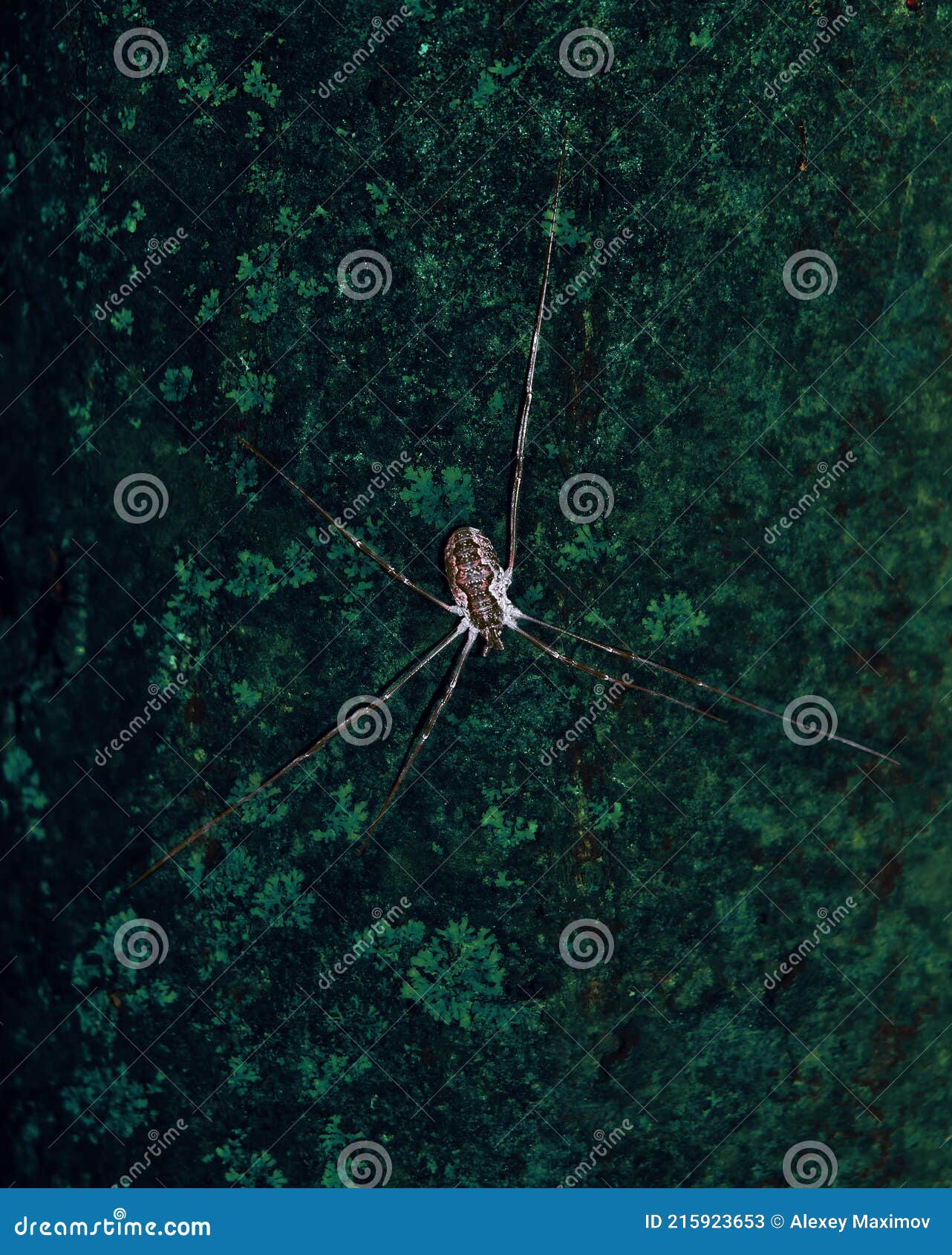 Spider on a Textured Surface. Spider Insect, Fart-shaped 6 Legs ...