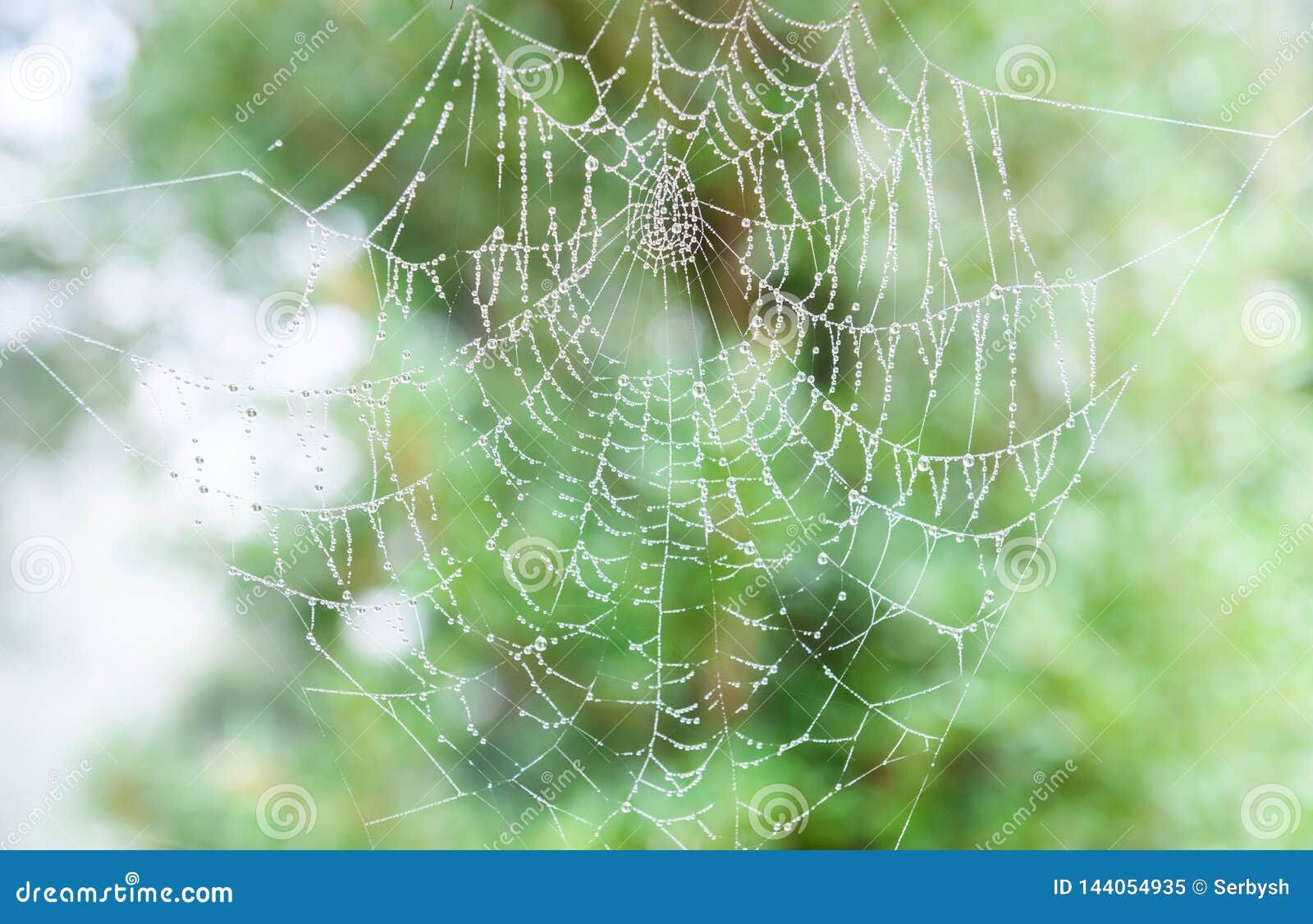 The Spider Thin Web Cobweb Closeup Background Stock Image - Image of ...