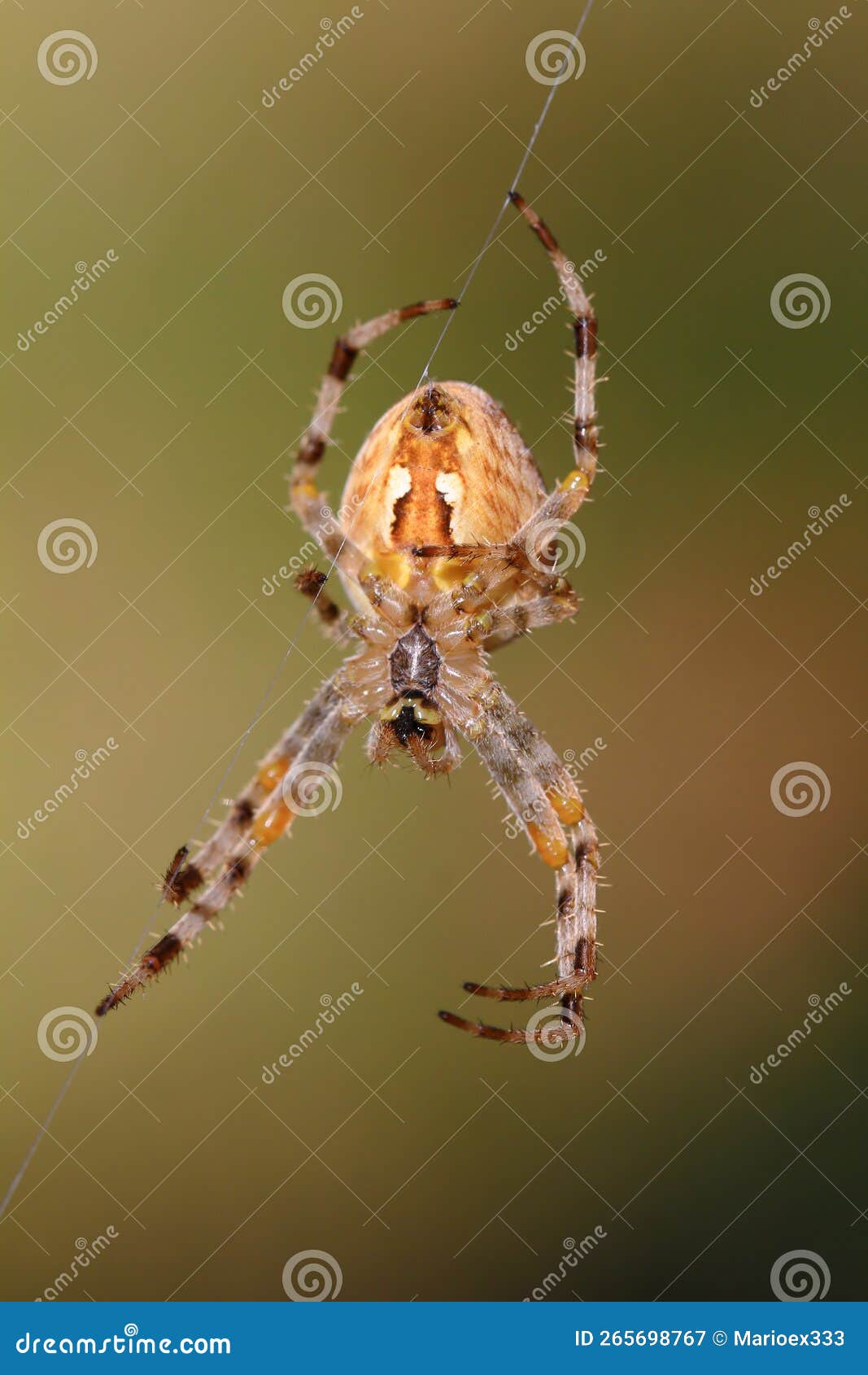 Spider on a thread stock image. Image of arthropod, spider - 265698767