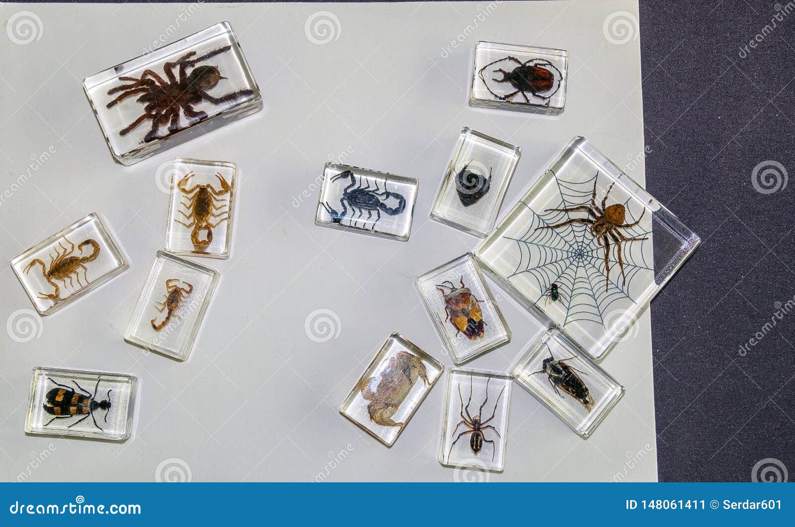 Spider tile stock image. Image of spider, design, decoration - 148061411