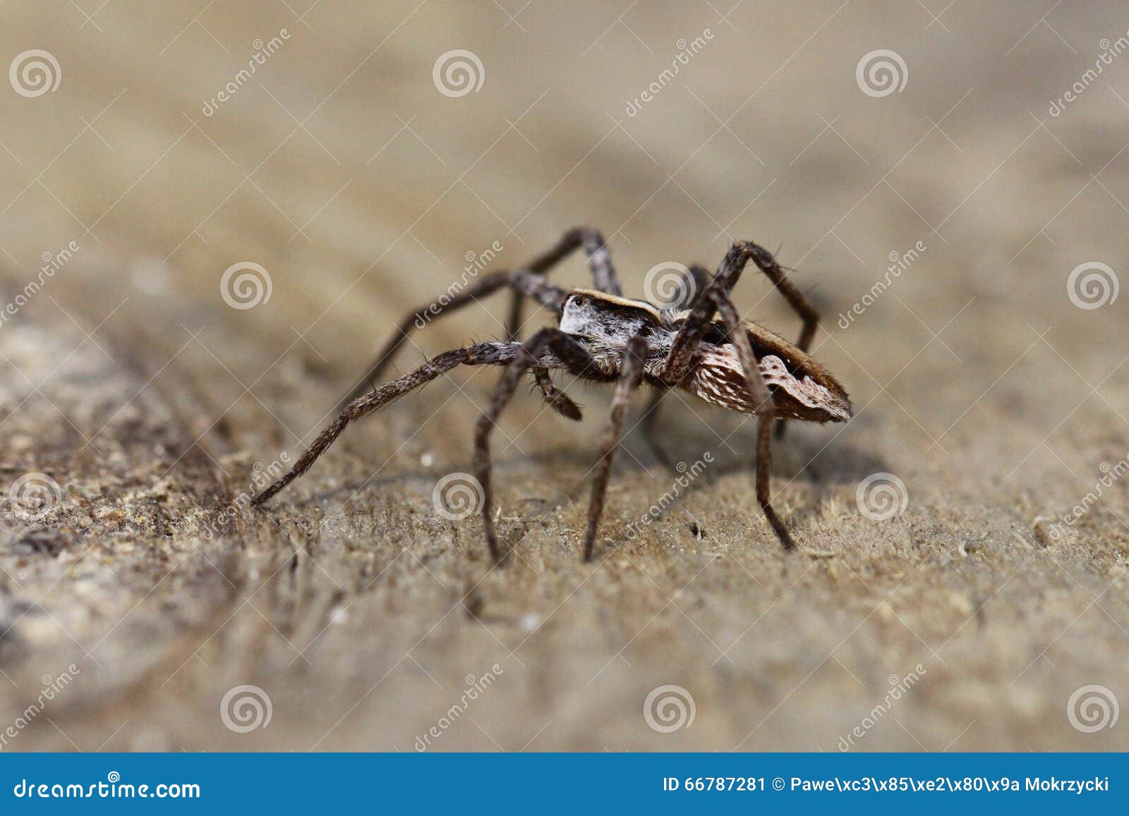 Spider stock image. Image of invertebrate, predator, black - 66787281