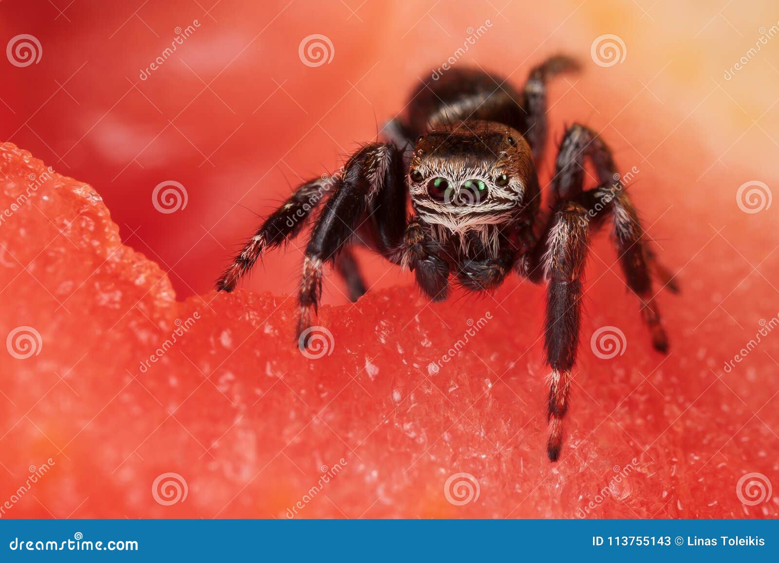 Spider on the tomato stock image. Image of wild, insect - 113755143