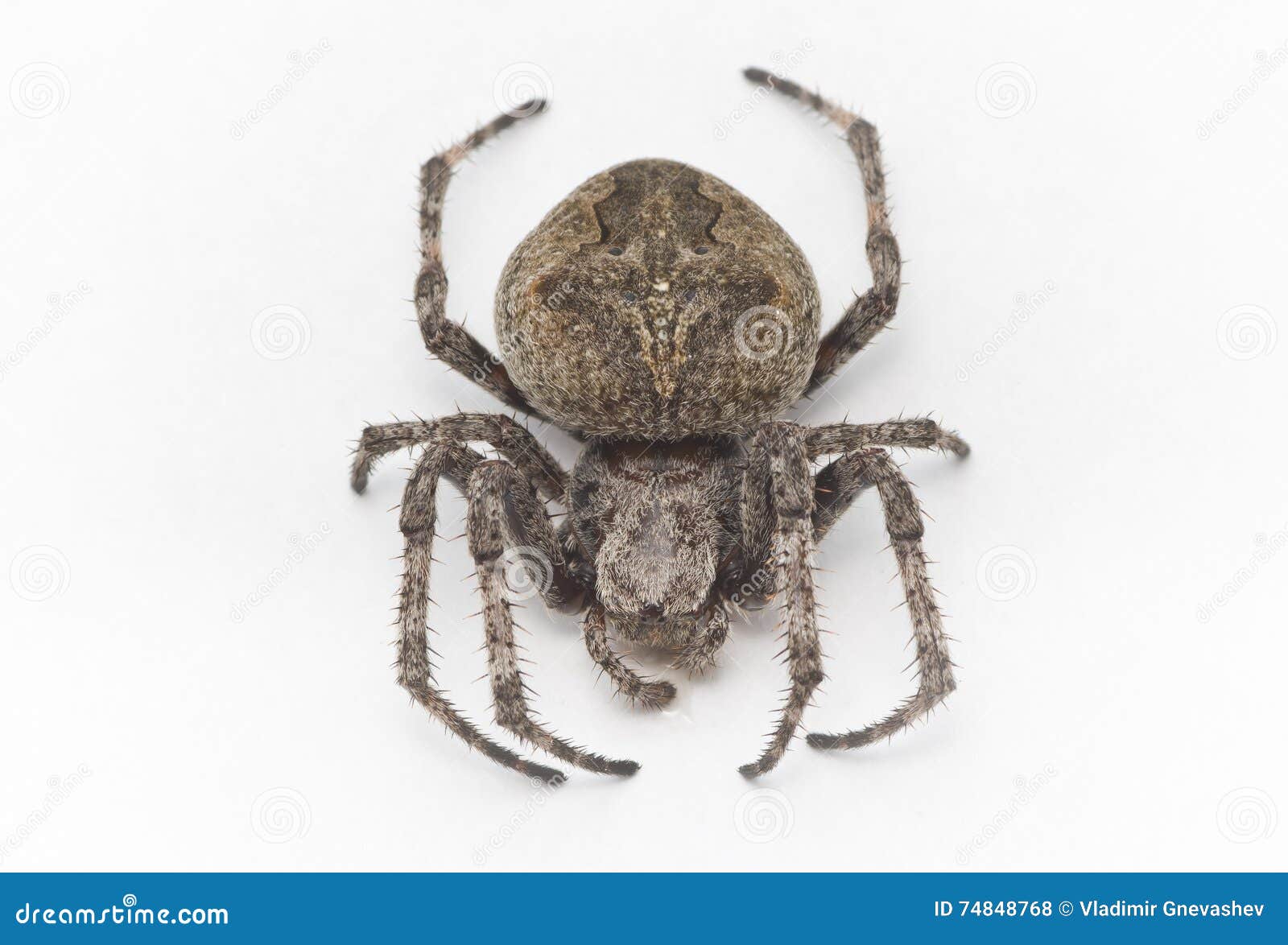 Spider, a top view stock photo. Image of eukaryotes, dangerous - 74848768