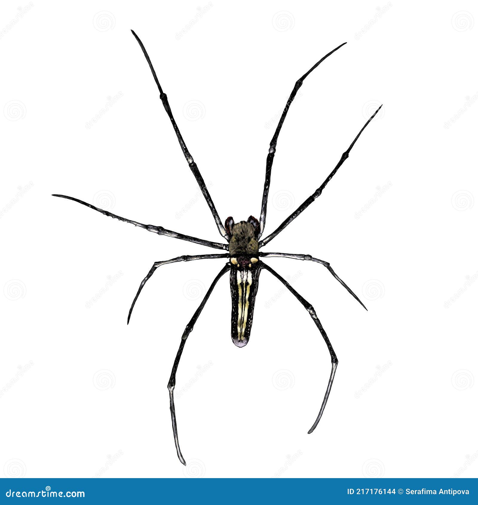 Spider Top View Isolated On Transparent Background PNG Royalty-Free ...