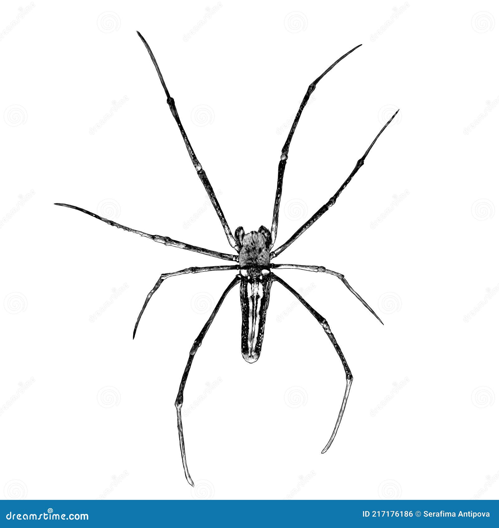 Spider top view stock vector. Illustration of creepy - 217176186